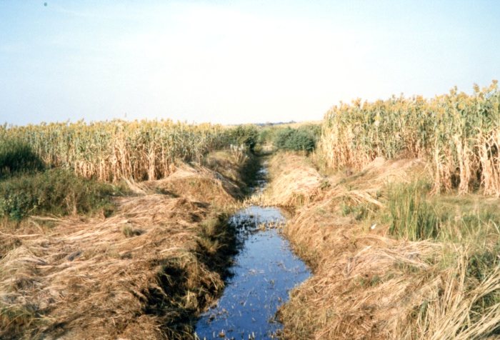 Kano ： Jakara Dam -Hausa Farmer